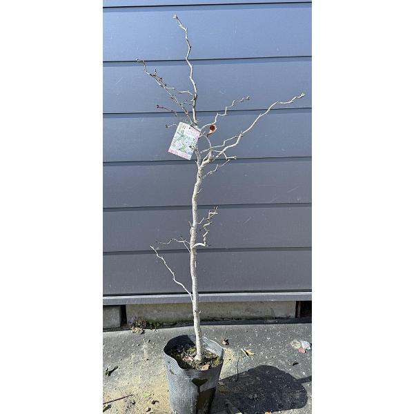 白花の桜☆希少なウンリュウ大島桜☆【送料無料でのお届けですので大変お買い得となっております♪】☆商品情報☆大島桜　(オオシマ桜)大島桜は白花で花が大き目の桜で、その中でも希少な雲竜タイプです☆自然に幹がくねくねと曲がって育つ特性を持っていま...