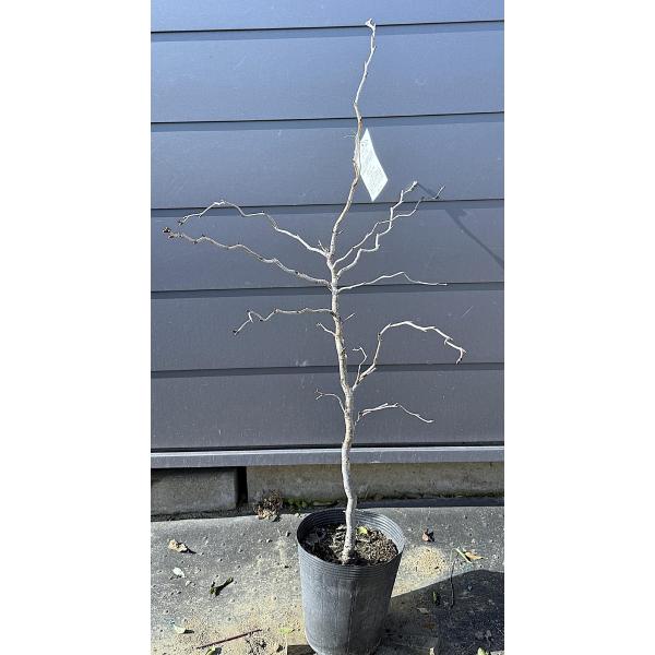 白花の桜☆希少なウンリュウ大島桜☆【送料無料でのお届けですので大変お買い得となっております♪】☆商品情報☆大島桜　(オオシマ桜)大島桜は白花で花が大き目の桜で、その中でも希少な雲竜タイプです☆自然に幹がくねくねと曲がって育つ特性を持っていま...