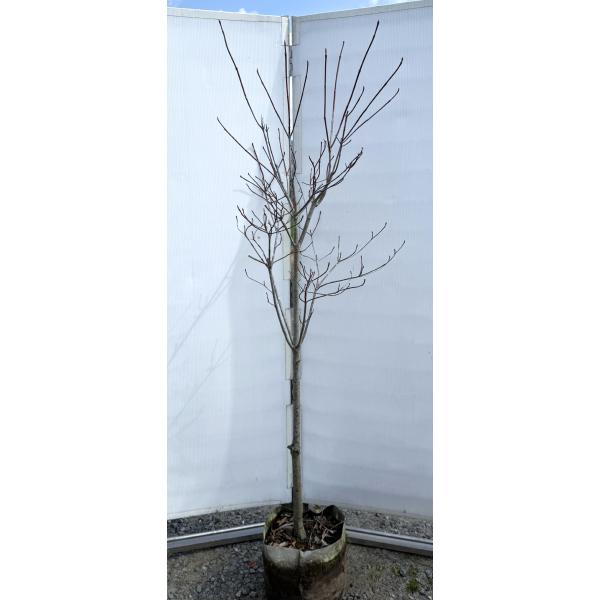 白花の大株ハナミズキ♪【送料込みでのお届けですので大変お買い得となっております♪】☆商品情報☆植木の中でも特に根強い人気のハナミズキです☆可憐で美しい白花のハナミズキでです。全長　約1.8メートル樹高　約1.6メートルこちらの販売ページは写...