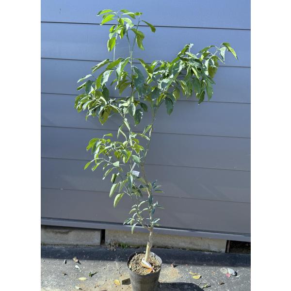 植物版特許の種苗登録されたミカンの品種♪【送料無料でのお届けですので大変お買い得となっております♪】☆商品情報☆大きなミカンの木の苗木です☆せとか　は植物版の特許に当たる『種苗登録品種』のミカンで、生産が限られている希少な品種です果皮は薄く...