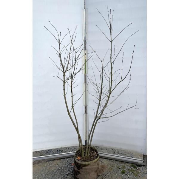 シンボルや雑木の庭に人気のアオダモ♪【送料無料ですので大変お買い得となっております♪】シンボルツリーや雑木の庭を彩る植木としても人気の商品です☆全長　　約1.6メートル樹高　　約1.4メートル株立ち　４本株こちらの販売ページは写真の商品の現...