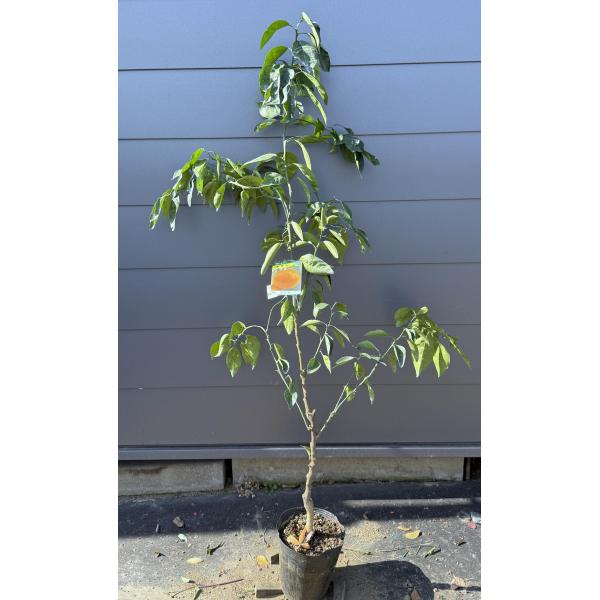植物版特許の種苗登録されたミカンの品種♪【送料無料でのお届けですので大変お買い得となっております♪】☆商品情報☆大きなミカンの木の苗木です☆せとか　は植物版の特許に当たる『種苗登録品種』のミカンで、生産が限られている希少な品種です果皮は薄く...