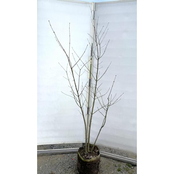 シンボルや雑木の庭に人気のアオダモ♪【送料無料ですので大変お買い得となっております♪】シンボルツリーや雑木の庭を彩る植木としても人気の商品です☆全長　　約1.7メートル樹高　　約1.5メートル株立ち　３本以上こちらの販売ページは写真の商品の...