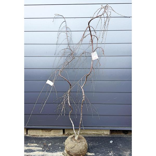 ２色咲きに見える不思議な桜♪【送料無料でのお届けですので大変お買い得となっております♪】☆商品情報☆富士桜の希少な枝垂れタイプです。富士桜の特徴は、初めは白い花が少しずつ色付いて濃いピンク色に変化していく所です。咲きたて若い白い花とピンクに...