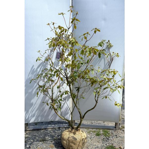 希少な玄海ツツジ♪【送料込の価格ですので大変お買い得となっております♪】☆商品情報☆思わず息を呑む程の美しさの花を咲かせるツツジです。ふわふわとした薄紫色の花がとても可愛らしい品種です☆春に花が咲き乱れる姿は圧巻です！全長　　約1.7メート...