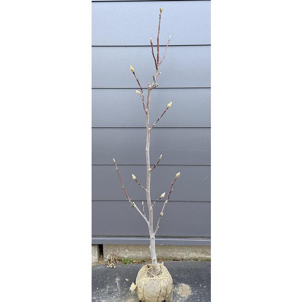 圧巻の花の紫モクレン♪木蓮【送料込みでの販売ですので大変お買いお得になっております♪】☆商品情報☆紫花の木蓮の『アレキサンドリア』です♪紫色の花ですが、花の内側が白くとれも気品に溢れた花が咲きます☆赤紫色のとても美しく庭を彩ってくれます。強...