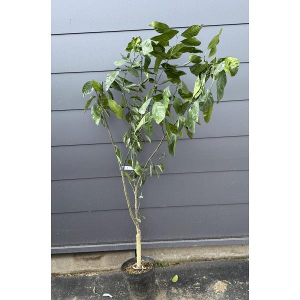 庭や鉢植えでミカンの実が楽しめる♪【送料無料でのお届けですので大変お買い得となっております♪】☆商品情報☆大きなミカンの木の苗木です☆日南早生は10月頃から収穫できる極早生の品種です甘くて美味しいミカンをご自宅で楽しめます♪全長　約1.4メ...