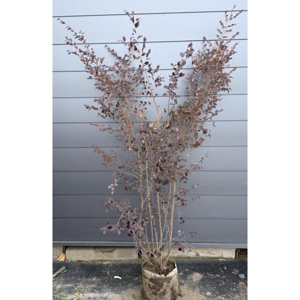 春に真っ赤に色づく圧巻の花♪【送料込みでのお届けですので大変お買い得となっております♪】☆商品情報☆紅花トキワマンサク・ブラックパールトキワマンサクの中でも紫葉で特に色が濃く存在感抜群の最新品種です☆花色も濃く、春に樹木を覆いつくす程の花を...