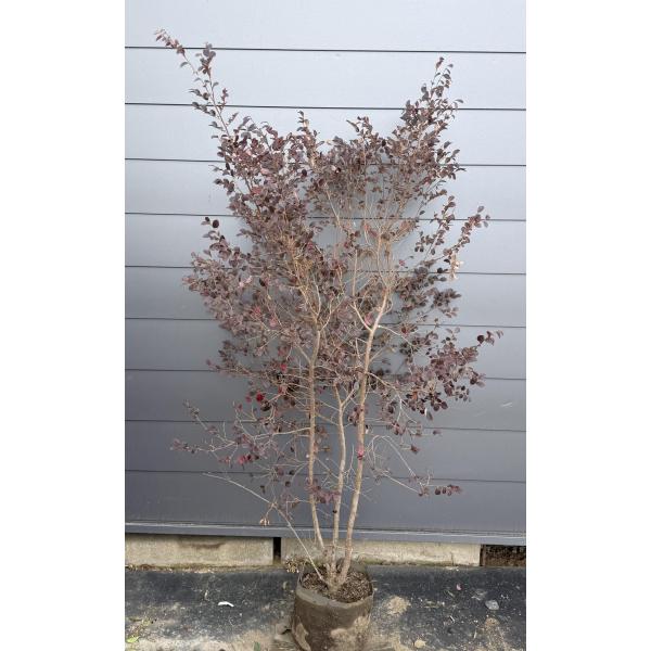 春に真っ赤に色づく圧巻の花♪【送料込みでのお届けですので大変お買い得となっております♪】☆商品情報☆紅花トキワマンサク・ブラックパールトキワマンサクの中でも紫葉で特に色が濃く存在感抜群の最新品種です☆花色も濃く、春に樹木を覆いつくす程の花を...