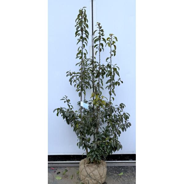 可愛い赤い実が成る木♪【送料無料でのお届けですので大変お買い得となっております♪】☆商品情報☆ソヨゴのとても美樹形な株立ちです♪樹形の良い涼し気な印象の株立ちです！シンボルツリーとしても申し分の無い株立ちですよ。全長　　約1.6メートル樹高...