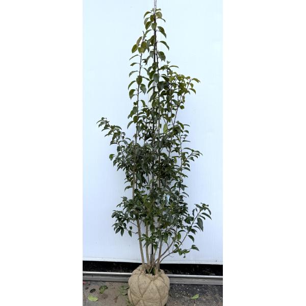 可愛い赤い実が成る木♪【送料無料でのお届けですので大変お買い得となっております♪】☆商品情報☆ソヨゴのとても美樹形な株立ちです♪樹形の良い涼し気な印象の株立ちです！シンボルツリーとしても申し分の無い株立ちですよ。全長　　約1.7メートル樹高...