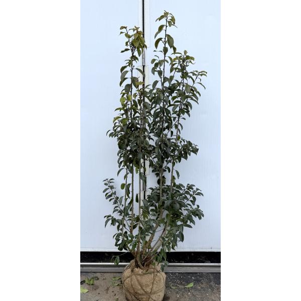 可愛い赤い実が成る木♪【送料無料でのお届けですので大変お買い得となっております♪】☆商品情報☆ソヨゴのとても美樹形な株立ちです♪樹形の良い涼し気な印象の株立ちです！シンボルツリーとしても申し分の無い株立ちですよ。全長　　約1.6メートル樹高...