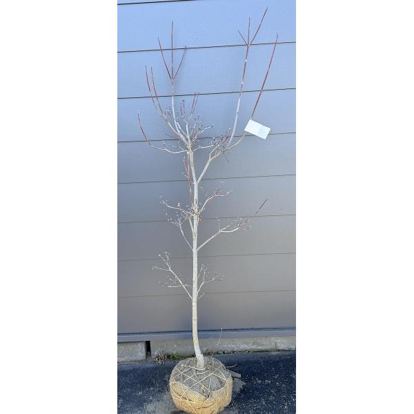 【送料無料ですので大変お買い得となっております♪】赤花で可愛らしい印象のチェロキーチーフです♪しっかりと真っすぐ育てた１本株のハナミズキです全長　　約1.7メートル樹高　　約1.5メートルこちらの販売ページは写真の商品の現品での発送となりま...