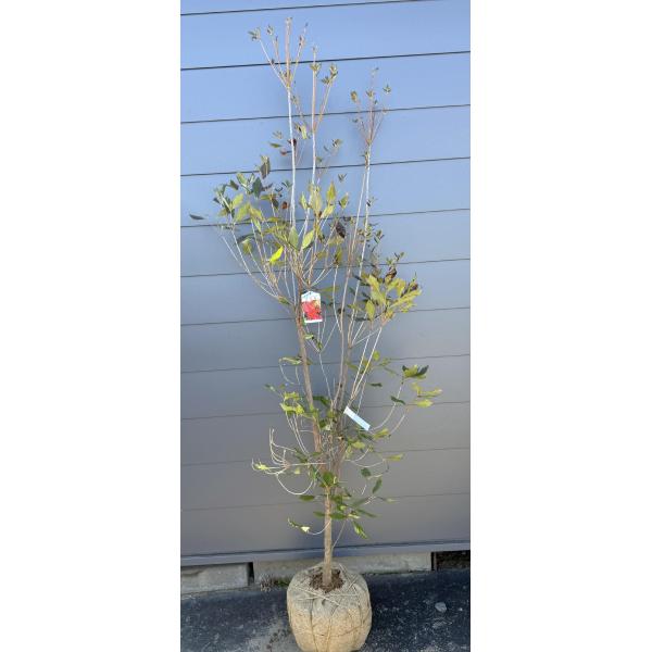 赤紫花のミツバツツジ♪【送料込の価格ですので大変お買い得となっております♪】☆商品情報☆和田ミツバツツジは赤紫に近い濃い花色で存在感のある品種です☆３〜４月の新芽が出る直前に一斉に咲く花は圧巻です♪和風、洋風どちらの庭にもよく合います☆全長...