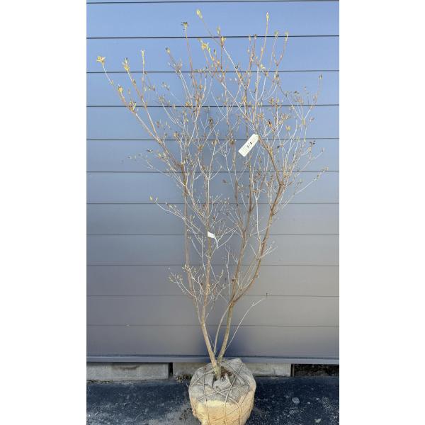 かわいいピンク色の花のミツバツツジ♪【送料無料でのお届けですので大変お買い得となっております♪】☆商品情報☆『小町ミツバツツジ』は三つ葉ツツジの中でピンクに近い花色の可愛らしい花色の植木です☆小町ミツバはミツバツツジの中でも大変希少な商品で...