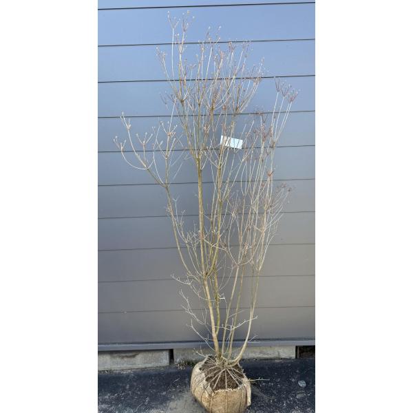 圧巻の花の三つ葉つつじ♪【送料込の価格ですので大変お買い得となっております♪】☆商品情報☆春にピンクと紫の中間の様な独特の色合いの咲く花がとても綺麗な植木です。３〜４月の新芽が出る直前に一斉に咲く花は圧巻です♪和風、洋風どちらの庭にもよく合...