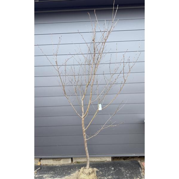 圧巻の花の染井吉野桜♪【送料無料でのお届けですので大変お買い得となっております♪】☆商品情報☆染井吉野桜　(ソメイヨシノ桜)圧巻の美しさで広く愛される桜です☆説明不要の人気の桜です♪全長　約2.6メートル樹高　約2.3メートルこちらの販売ペ...