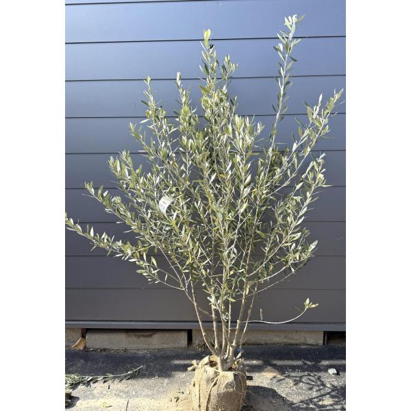 シンボルツリーに人気のオリーブ♪【送料無料でのお届けですので大変お買い得となっております♪】☆商品情報☆人気のオリーブの木の『チプレッシーノ』です☆直立性があり、他のオリーブに比べて枝がすらっと真っすぐ伸びる傾向があります。新芽の葉色が淡く...