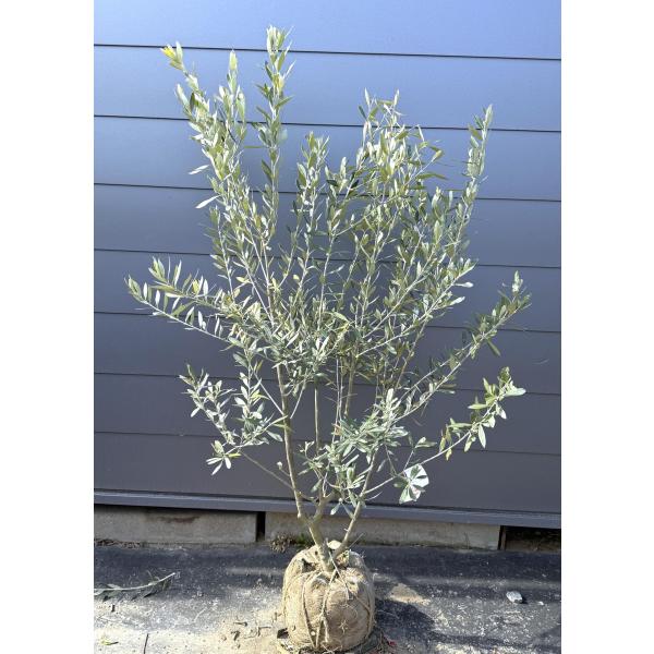 シンボルツリーに人気のオリーブ♪【送料無料でのお届けですので大変お買い得となっております♪】☆商品情報☆人気のオリーブの木の『チプレッシーノ』です☆直立性があり、他のオリーブに比べて枝がすらっと真っすぐ伸びる傾向があります。新芽の葉色が淡く...