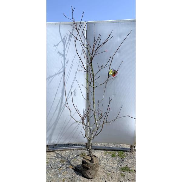 花と実が楽しめるアーモンド♪【送料無料でのお届けですので大変お買い得となっております♪】☆商品情報☆アーモンドの木アーモンドは桜の仲間で、大き目の桜の花の様な花が咲きます９月頃に出来る種はアーモンドの実として楽しめます☆全長　約2.1メート...