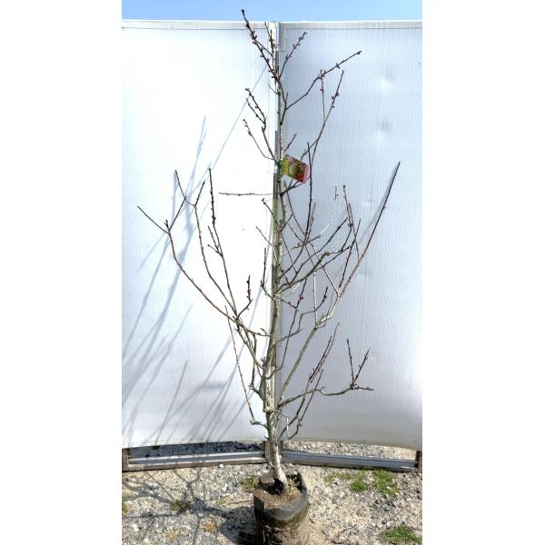 花と実が楽しめるアーモンド♪【送料無料でのお届けですので大変お買い得となっております♪】☆商品情報☆アーモンドの木アーモンドは桜の仲間で、大き目の桜の花の様な花が咲きます９月頃に出来る種はアーモンドの実として楽しめます☆全長　約1.9メート...