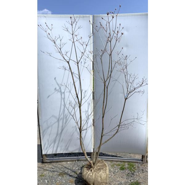 オレンジの花が美しいオンツツジ♪【送料無料でのお届けですので大変お買い得となっております♪】☆商品情報☆美樹形の一点物のオンツツジです♪『オンツツジ』は三つ葉ツツジの中でも希少で、赤とオレンジの中間の様な色合いの花が咲くとても綺麗な植木です...