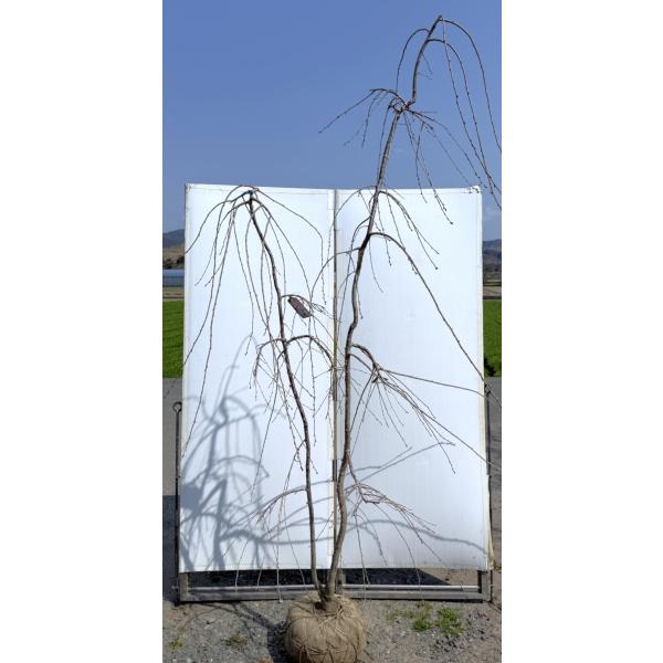 ふわふわの可愛いシダレ八重桜♪【送料無料でのお届けですので大変お買い得となっております♪】☆商品情報☆希少な雨情しだれ桜です。ピンクの小花の八重桜がたくさん咲くシダレ桜です☆ふわふわの花がいっぱいさく姿がかわいらしく庭を彩りますしだれ桜が織...