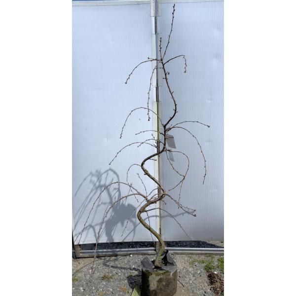 ふわふわの花が可愛いのシダレ桜♪【送料無料でのお届けですので大変お買い得となっております♪】☆商品情報☆希少なしだれタイプの八重桜です☆ふわふわモコモコとした可愛らしい花と枝垂れの樹形美が同時に楽しめる贅沢な一株です。切り花や一輪挿しとして...