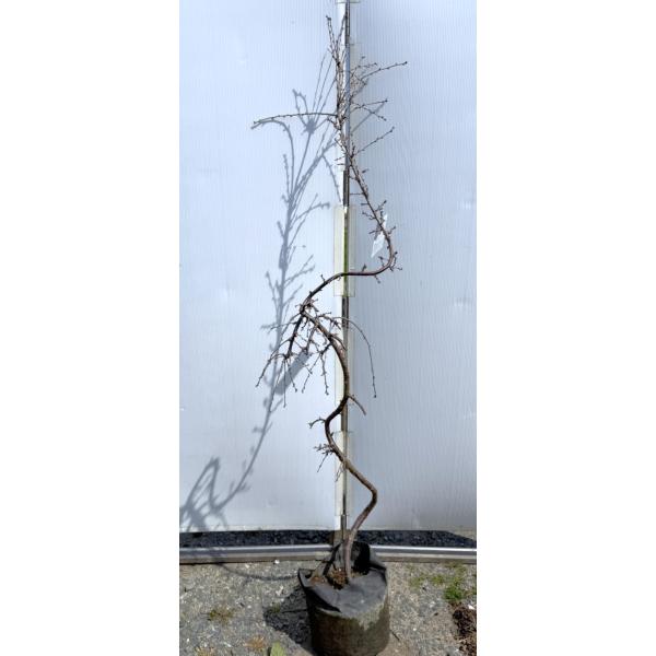 ２色咲きに見える不思議な桜♪【送料無料でのお届けですので大変お買い得となっております♪】☆商品情報☆富士桜の希少な枝垂れタイプです。富士桜の特徴は、初めは白い花が少しずつ色付いて濃いピンク色に変化していく所です。咲きたて若い白い花とピンクに...