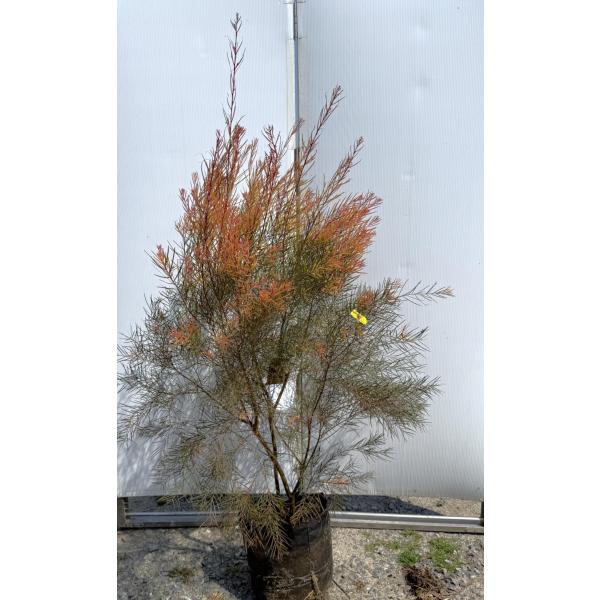 存在感のある黄葉のアカシア♪【送料無料ですので大変お買い得となっております♪】☆商品情報☆シンボルツリーや雑木の庭を彩る植木としても人気の商品です☆アカシアの中でも葉が細長く、風に揺れる姿が涼しげな品種です新芽が黄色〜オレンジ掛かっている品...