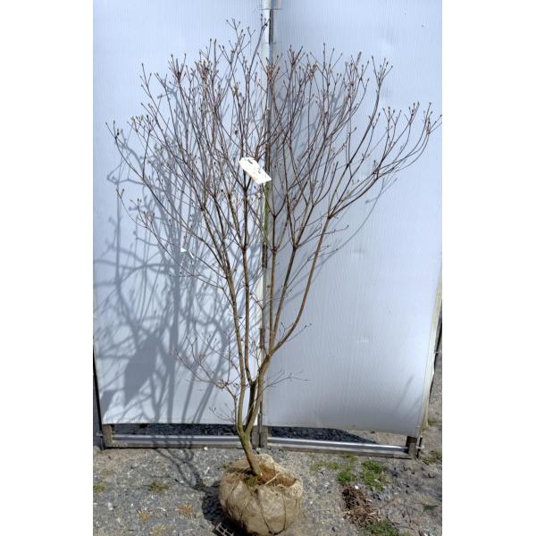 可憐な花が可愛い白花ミツバツツジ♪【送料無料でのお届けですので大変お買い得となっております♪】☆商品情報☆ミツバツツジの中でも特に希少な白花の品種です☆特に株立ちになっている商品は当店でも年に数本程度しか入荷しない超希少株です♪全長　　約1...