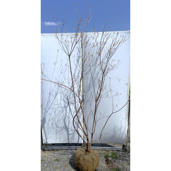 かわいいピンク色の花のミツバツツジ♪【送料無料でのお届けですので大変お買い得となっております♪】☆商品情報☆『小町ミツバツツジ』は三つ葉ツツジの中でピンクに近い花色の可愛らしい花色の植木です☆小町ミツバはミツバツツジの中でも大変希少な商品で...