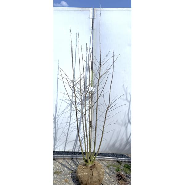 シンボルや雑木の庭に人気のアオハダ♪【送料無料ですので大変お買い得となっております♪】シンボルツリーや雑木の庭を彩る植木としても人気の商品です☆シンボルツリーに最適な株立ちとなっております全長　　約２メートル樹高　　約1.8メートル株立ち　...