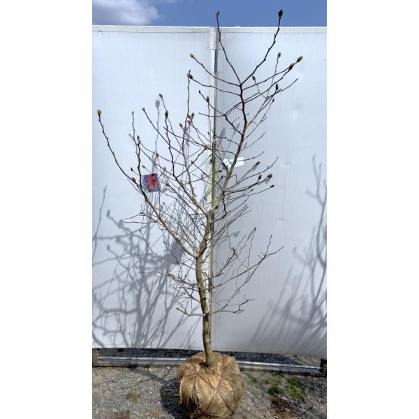 可愛い白花のヒメコブシ♪【送料無料でのお届けですので大変お買い得となっております♪】☆商品情報☆清楚な花が美しいヒメコブシです♪可憐な花が春の庭を美しく庭を彩ってくれます。強健で育てやすい品種なので初心者にもお勧めです☆全長　　約1.9メー...