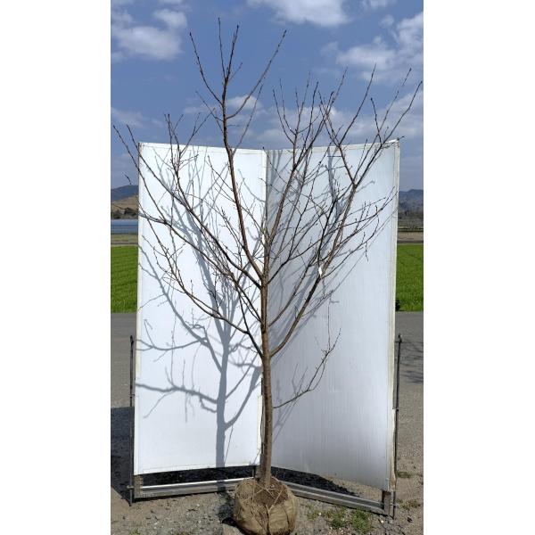 圧巻の花の染井吉野桜♪【送料無料でのお届けですので大変お買い得となっております♪】☆商品情報☆染井吉野桜　(ソメイヨシノ桜)圧巻の美しさで広く愛される桜です☆説明不要の人気の桜です♪全長　約2.5メートル樹高　約2.3メートルこちらの販売ペ...