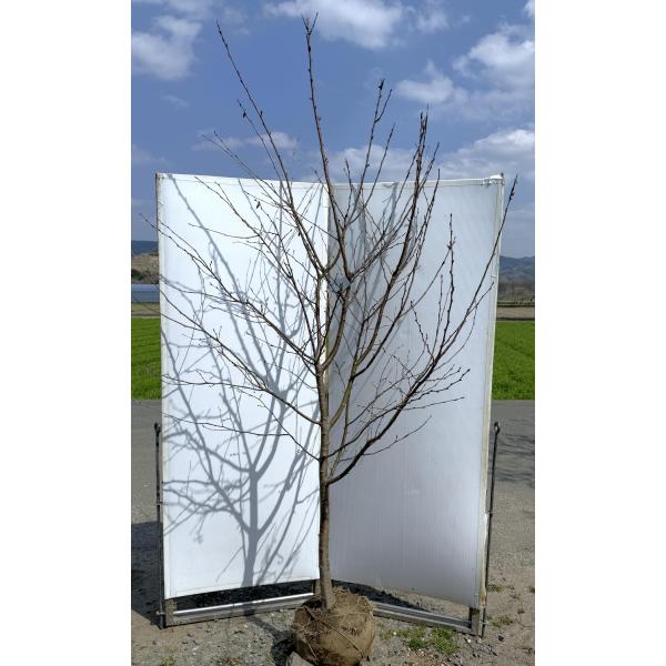 圧巻の花の染井吉野桜♪【送料無料でのお届けですので大変お買い得となっております♪】☆商品情報☆染井吉野桜　(ソメイヨシノ桜)圧巻の美しさで広く愛される桜です☆説明不要の人気の桜です♪全長　約2.4メートル樹高　約2.1メートルこちらの販売ペ...