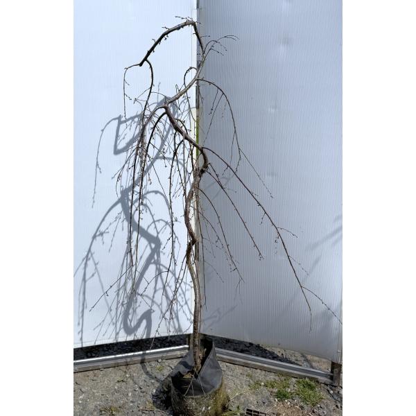 ２色咲きに見える不思議な桜♪【送料無料でのお届けですので大変お買い得となっております♪】☆商品情報☆富士桜の希少な枝垂れタイプです。富士桜の特徴は、初めは白い花が少しずつ色付いて濃いピンク色に変化していく所です。咲きたて若い白い花とピンクに...