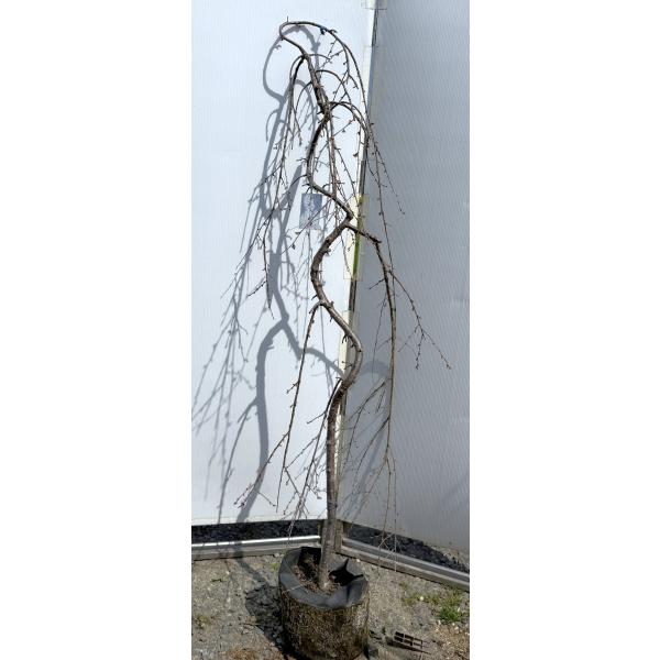 ２色咲きに見える不思議な桜♪【送料無料でのお届けですので大変お買い得となっております♪】☆商品情報☆富士桜の希少な枝垂れタイプです。富士桜の特徴は、初めは白い花が少しずつ色付いて濃いピンク色に変化していく所です。咲きたて若い白い花とピンクに...