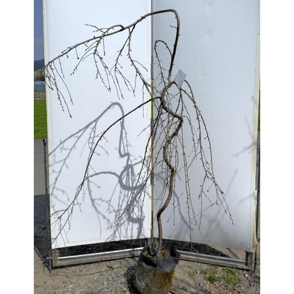 ２色咲きに見える不思議な桜♪【送料無料でのお届けですので大変お買い得となっております♪】☆商品情報☆富士桜の希少な枝垂れタイプです。富士桜の特徴は、初めは白い花が少しずつ色付いて濃いピンク色に変化していく所です。咲きたて若い白い花とピンクに...