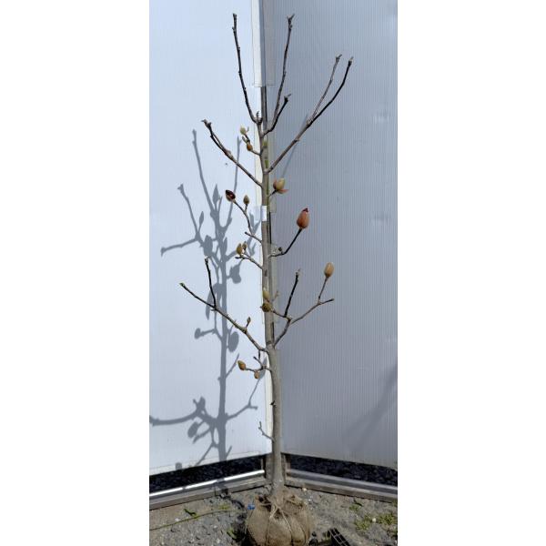 最新品種のマグノリア♪ブラックチューリップ♪【送料込みでの販売ですので大変お買いお得になっております♪】☆商品情報☆赤花の木蓮の『ブラックチューリップ』です♪チューリップを思わせる膨らみのある赤紫色の花を咲かせるモクレンです☆気品のある赤紫...