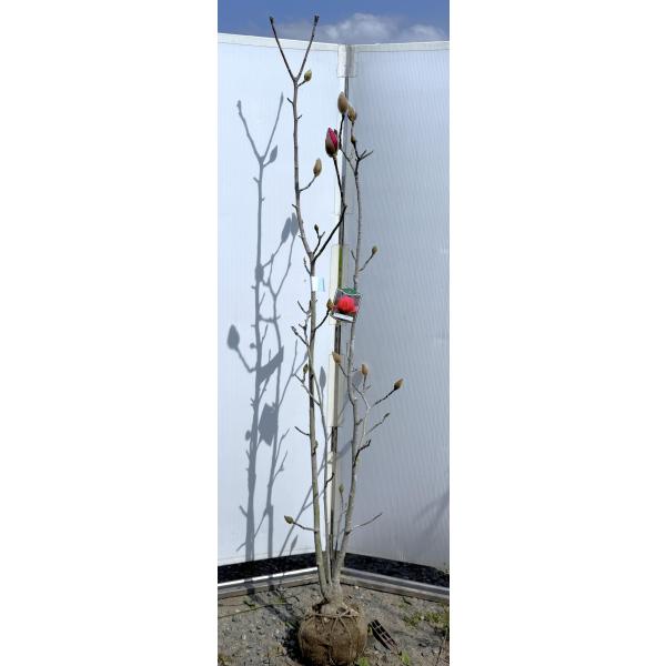 燃える様な赤花が美しい木蓮バルカン♪【送料込みでの販売ですので大変お買いお得になっております♪】☆商品情報☆赤花の木蓮の『バルカン』です♪真っ赤な花の中にも気品を感じる美しい咲きます☆赤色の色合いがとても美しく庭を彩ってくれます。強健で育て...