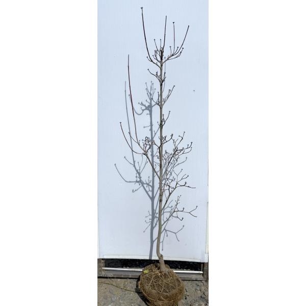 【送料無料ですので大変お買い得となっております♪】赤花で可愛らしい印象のチェロキーチーフです♪しっかりと真っすぐ育てた１本株のハナミズキです全長　　約1.5メートル樹高　　約1.3メートルこちらの販売ページは写真の商品の現品での発送となりま...