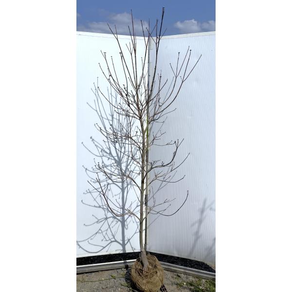 【送料無料ですので大変お買い得となっております♪】赤花で可愛らしい印象のチェロキーチーフです♪しっかりと真っすぐ育てた１本株のハナミズキです全長　　約２メートル樹高　　約1.8メートルこちらの販売ページは写真の商品の現品での発送となります(...