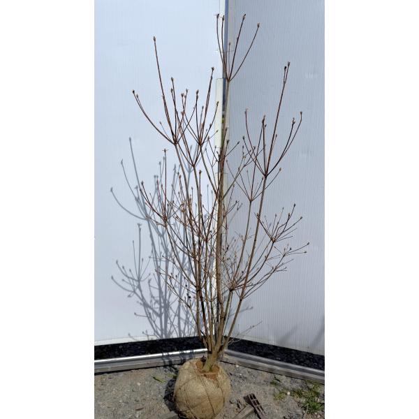 圧巻の花の三つ葉つつじ♪【送料込の価格ですので大変お買い得となっております♪】☆商品情報☆春にピンクと紫の中間の様な独特の色合いの咲く花がとても綺麗な植木です。３〜４月の新芽が出る直前に一斉に咲く花は圧巻です♪和風、洋風どちらの庭にもよく合...