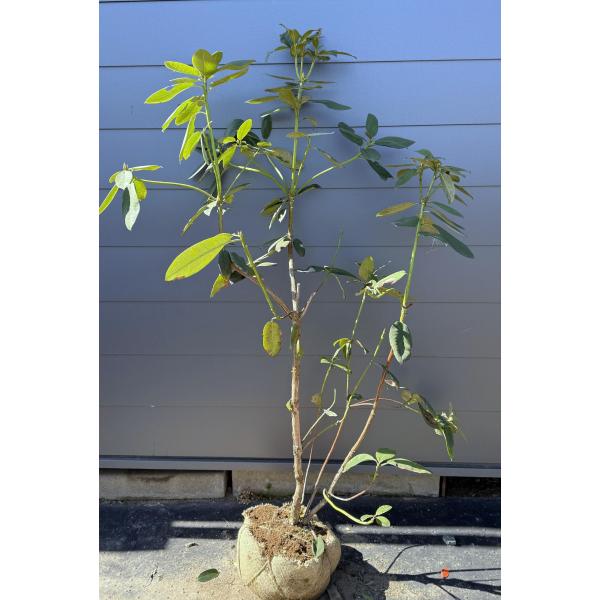 シャクナゲの豪華な株立♪【送料込みでのお届けですので大変お買い得となっております♪】☆商品情報☆西洋シャクナゲの中でも可愛らしいピンク色の品種です♪全長　　約1.6メートル樹高　　約1.4メートルこちらの販売ページは写真の商品の現品での発送...