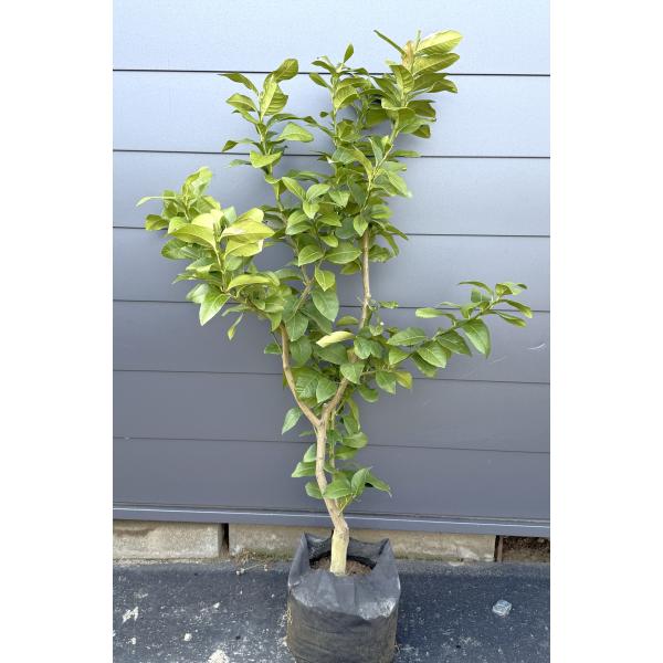 庭や鉢植えでレモンの実が楽しめます♪【送料込みでのお届けですので大変お買い得となっております♪】☆商品情報☆大きなレモンの木の苗木です☆1本で結実し、実も多く付きやすい品種です。観葉植物としても庭木として使ってもおしゃれです。果汁も多く、家...