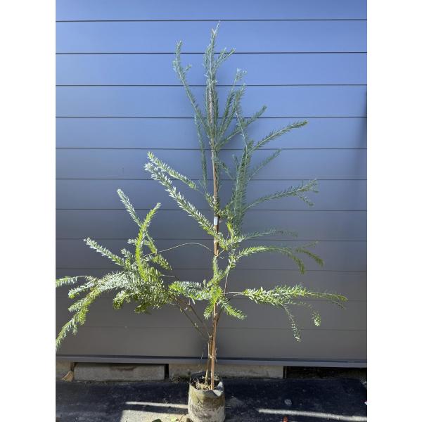 青白い葉が印象的なブルーブッシュ♪【送料無料ですので大変お買い得となっております♪】☆商品情報☆シンボルツリーや雑木の庭を彩る植木としても人気の商品です☆アカシアの中でも青白い葉っぱで幹色も綺麗で存在感のある品種です緑よりも青に近い葉色の樹...