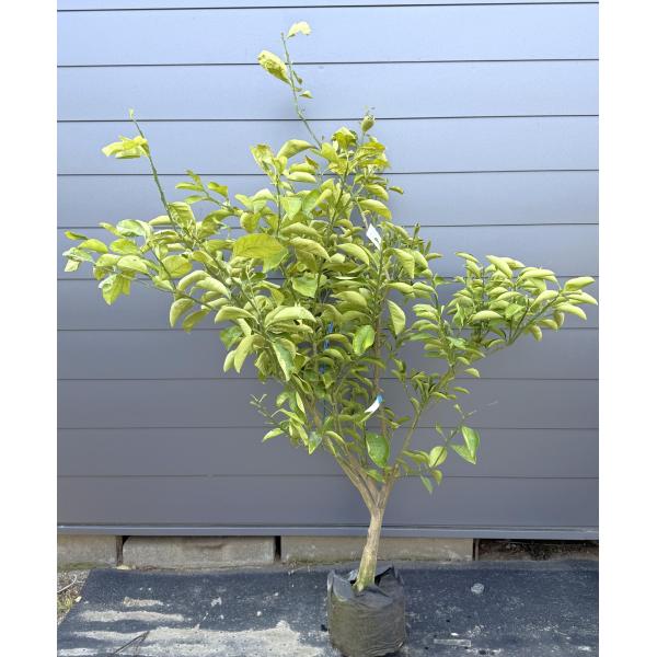 庭や鉢植えでミカンの実が楽しめる♪【送料無料でのお届けですので大変お買い得となっております♪】☆商品情報☆大きなミカンの木の苗木です☆八朔/ハッサク　はまるまると大きな実が収穫できる品種です甘さとほろ苦さが美味しいハッサクをご自宅で楽しめま...