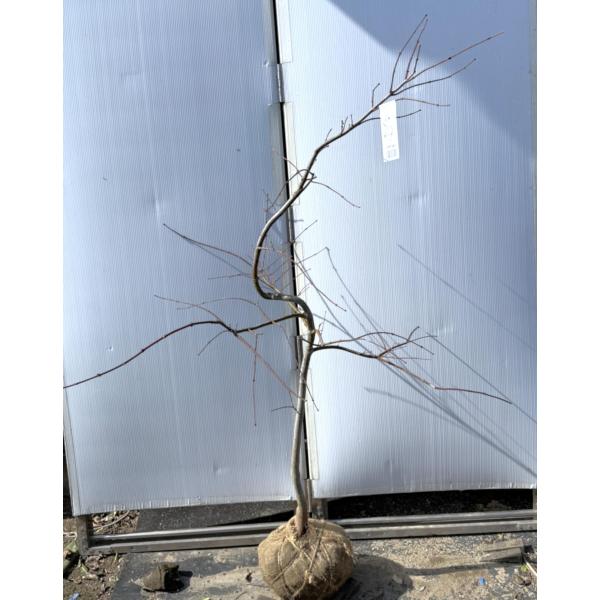 枝垂れた樹形が美しいモミジ♪【送料込みでのお届けですので大変お買い得となっております♪】☆商品情報☆モミジの中でも希少な紅しだれ紅葉ですしだれた枝が独特の風情を醸し出す希少なモミジです。全長　　約1.5メートル樹高　　約1.3メートルこちら...