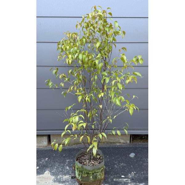 希少品種の常緑エゴノキ♪【送料込の価格ですので大変お買い得となっております♪】☆商品情報☆希少な常緑タイプののエゴノキです♪小さめの葉が涼しげな印象を受けます☆黒っぽい幹で存在感があります全長　　約1.2メートル程度樹高　　約１メートル程度...